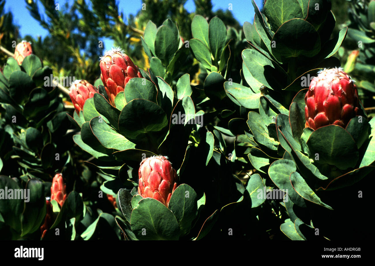 Peach Protea shrub, Protea grandiceps, at Royal Tasmanian Botanical ...