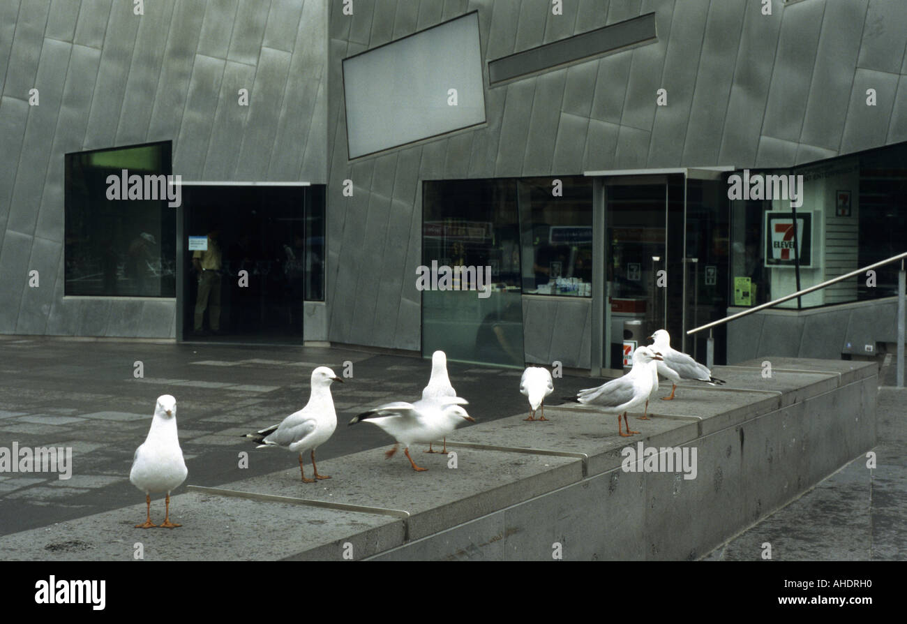 Gulls in Federation Square, city centre, Melbourne, Australia Stock ...