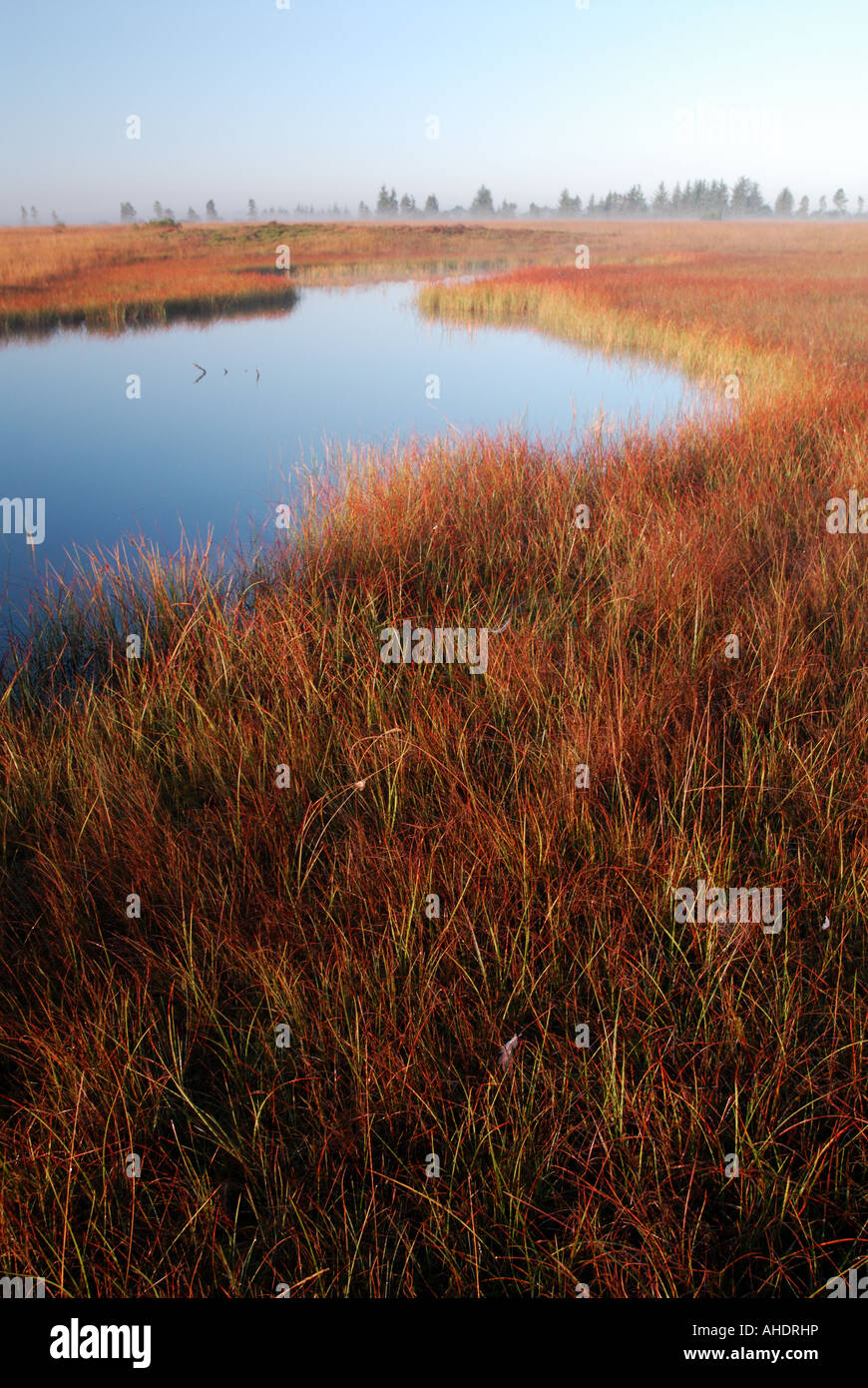 Randbøl Hede - one of the largest heaths in Denmark Stock Photo - Alamy