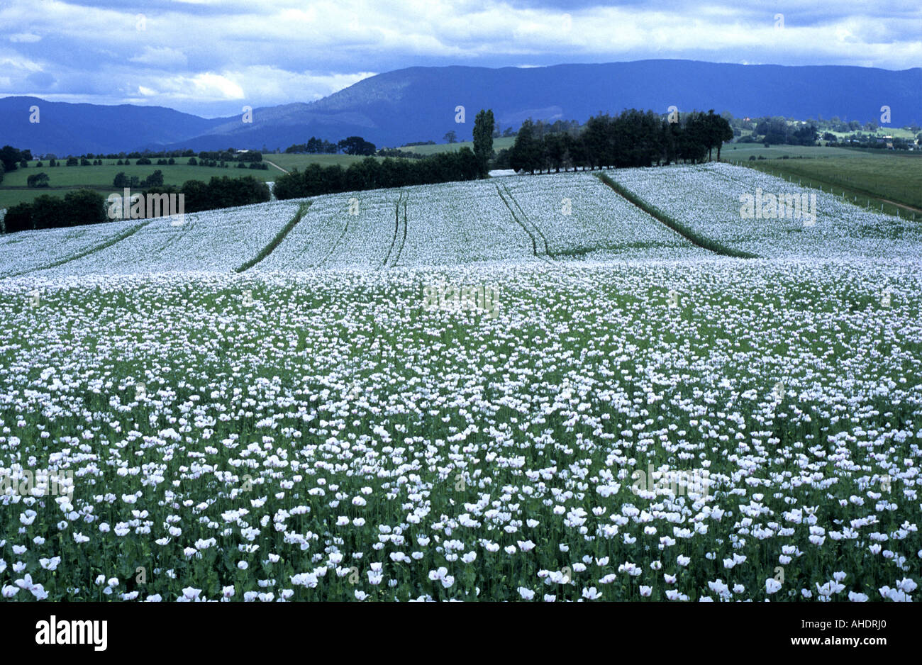 Opium poppy field at Scottsdale, Tasmania, Australia Stock Photo - Alamy