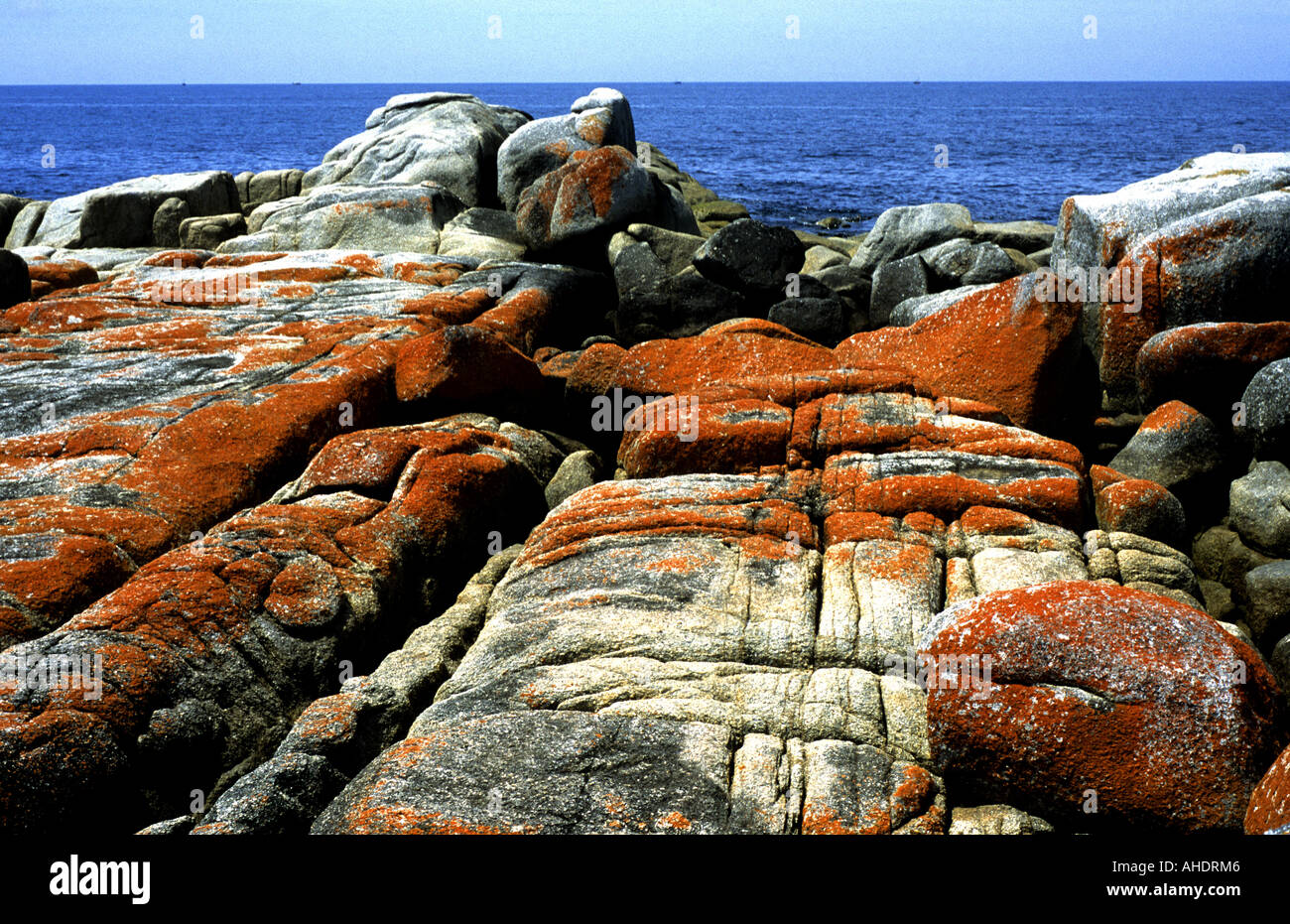Rocks with orange lichens, Jeanneret Beach, Bay of Fires, Tasmania ...