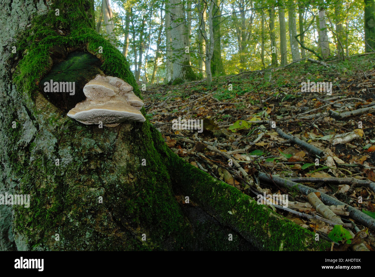 Oak Mazegill (Daedalea quercina Stock Photo - Alamy