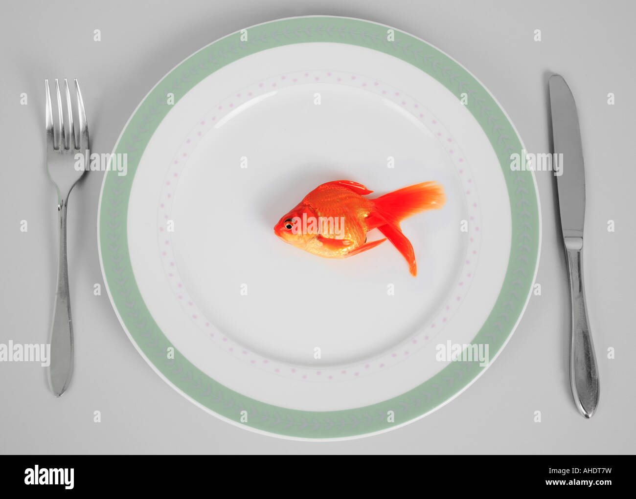 goldfish common carp fantail Carassius auratus auratus served on plate ...