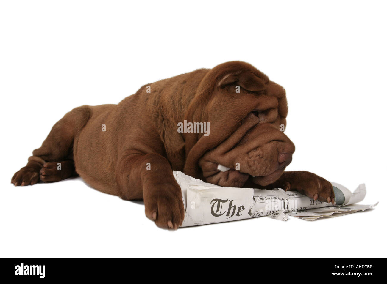 Shar Pei, Chinese Shar-Pei (Canis lupus f. familiaris), chewing a ...