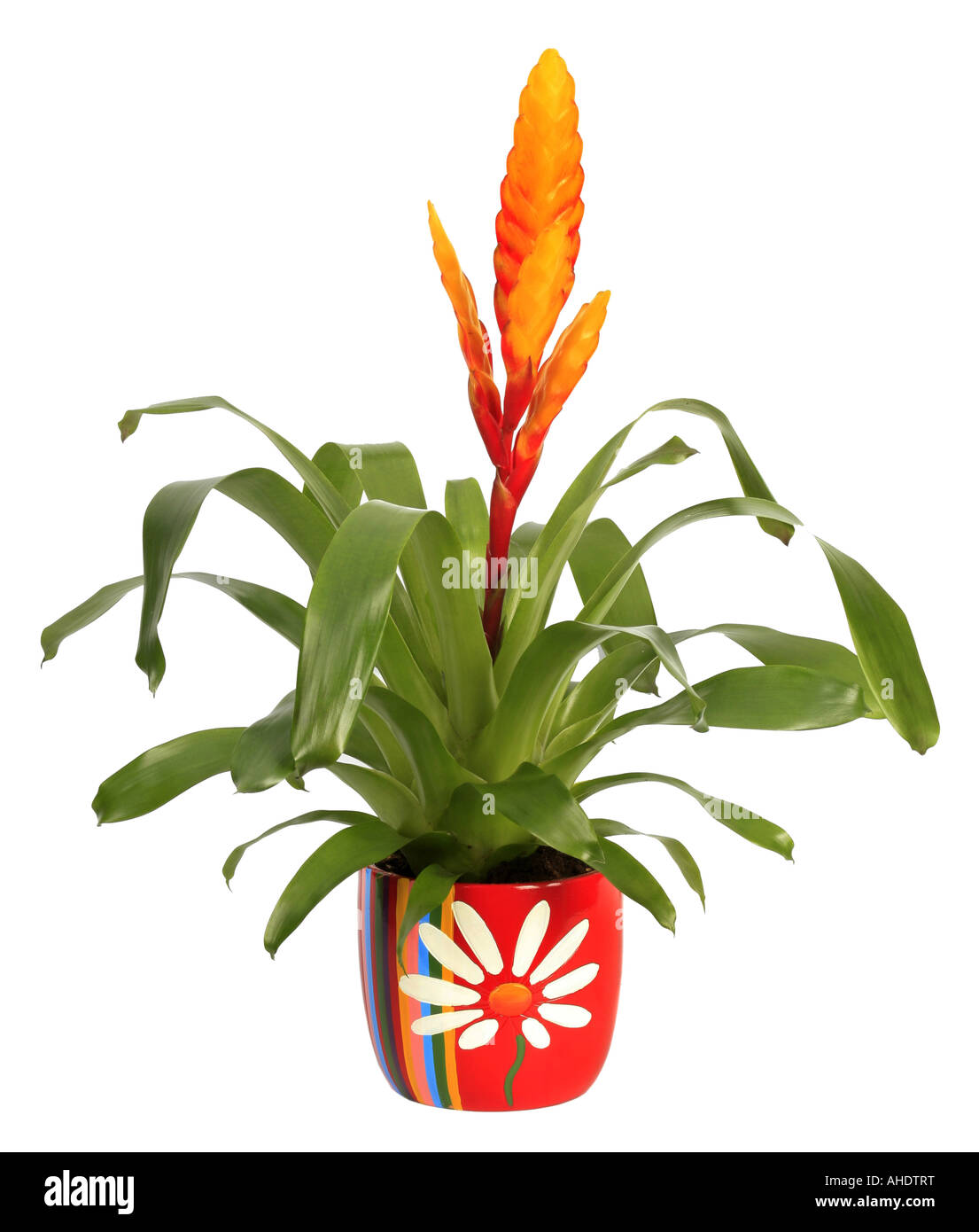 bromelia Vriesea Hybride plant in colourful pot Stock Photo - Alamy