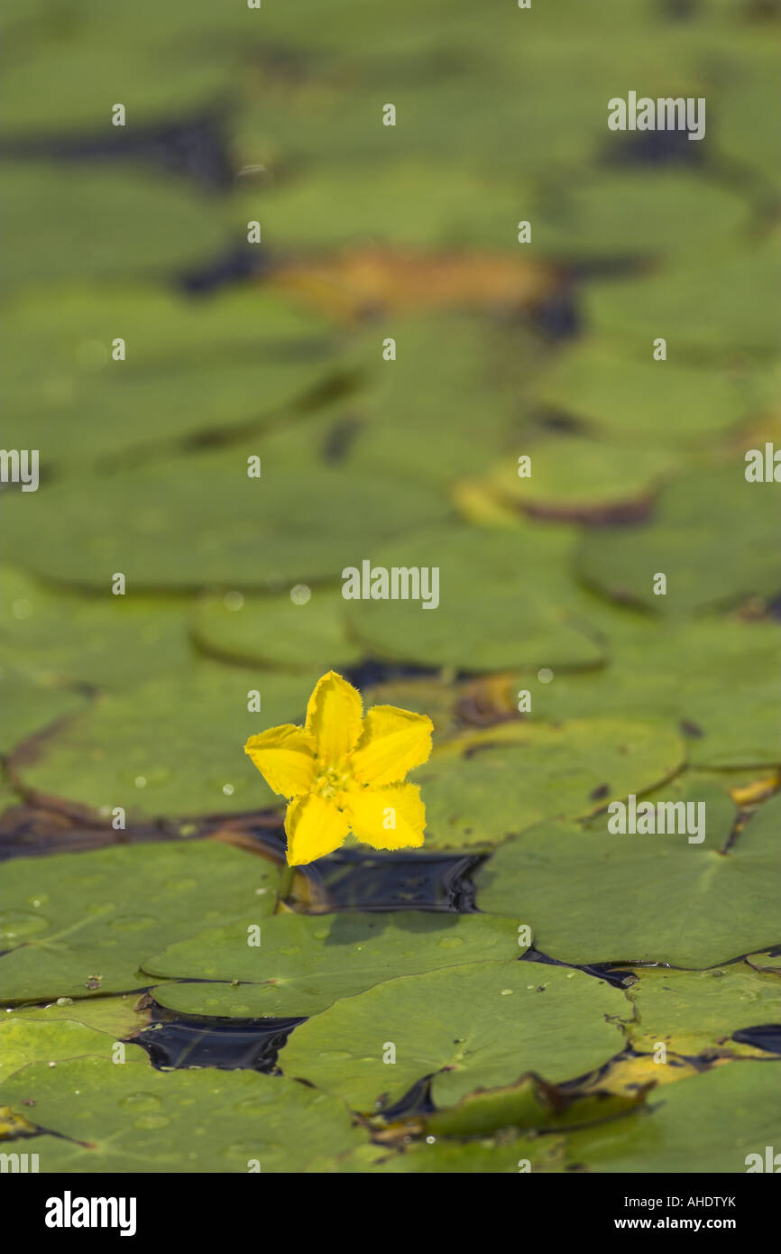 Fringed Water-lily Nymphoides peltata UK summer Stock Photo - Alamy