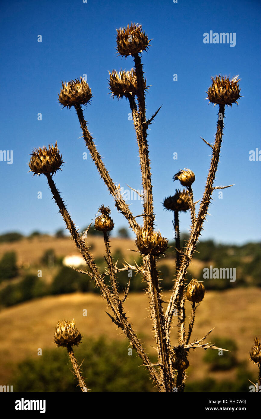 Roadside thistle hi-res stock photography and images - Alamy