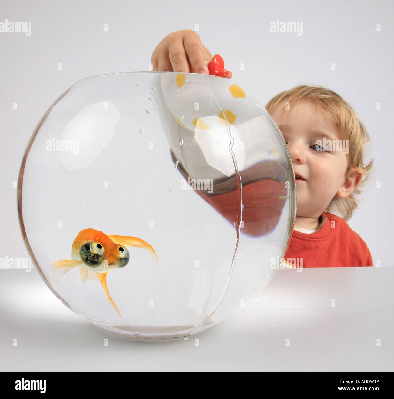 goldfish, common carp, celestial eye goldfish, Celestial, Chotegan ...