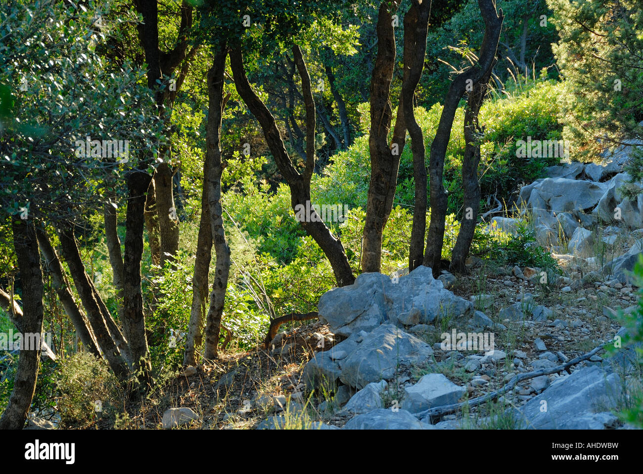 Olive Trees, Rab Island, Croatia, Dalmatia Stock Photo - Alamy