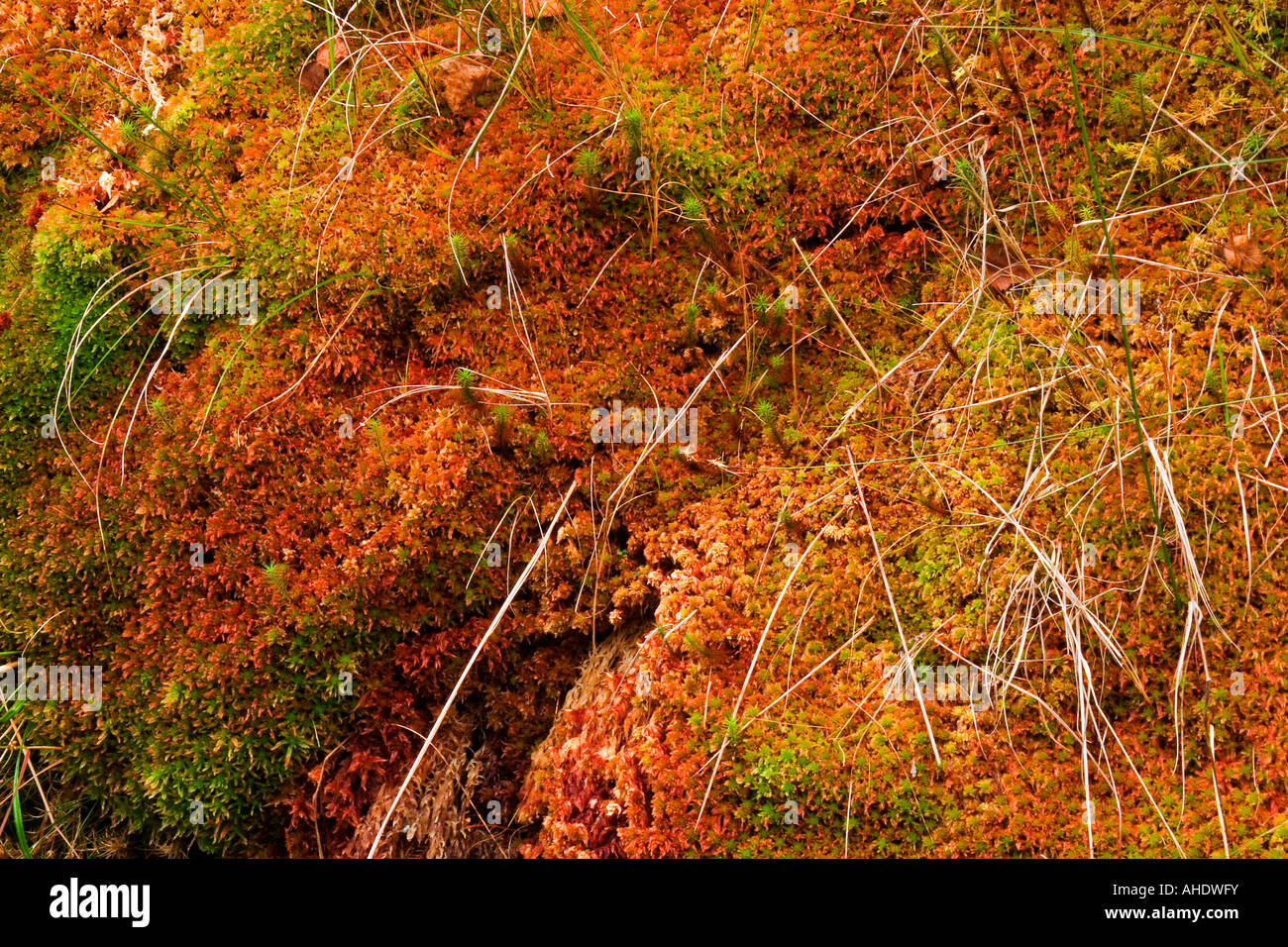 close-up of colourful moss 2, glen nevis, scotland, uk Stock Photo - Alamy