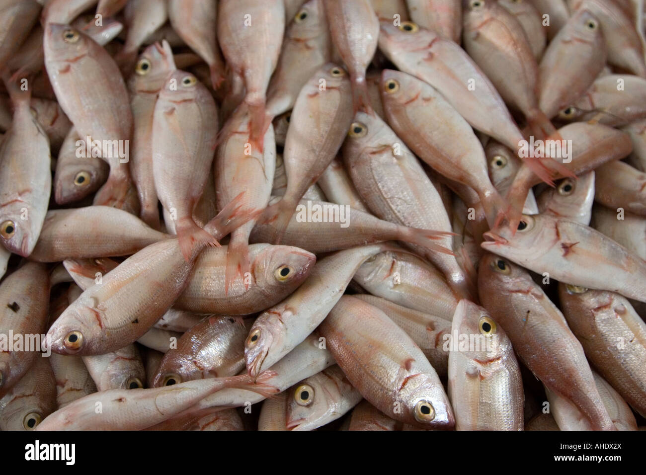Tripoli, Libya. Fish Market, Rashid Street Stock Photo - Alamy