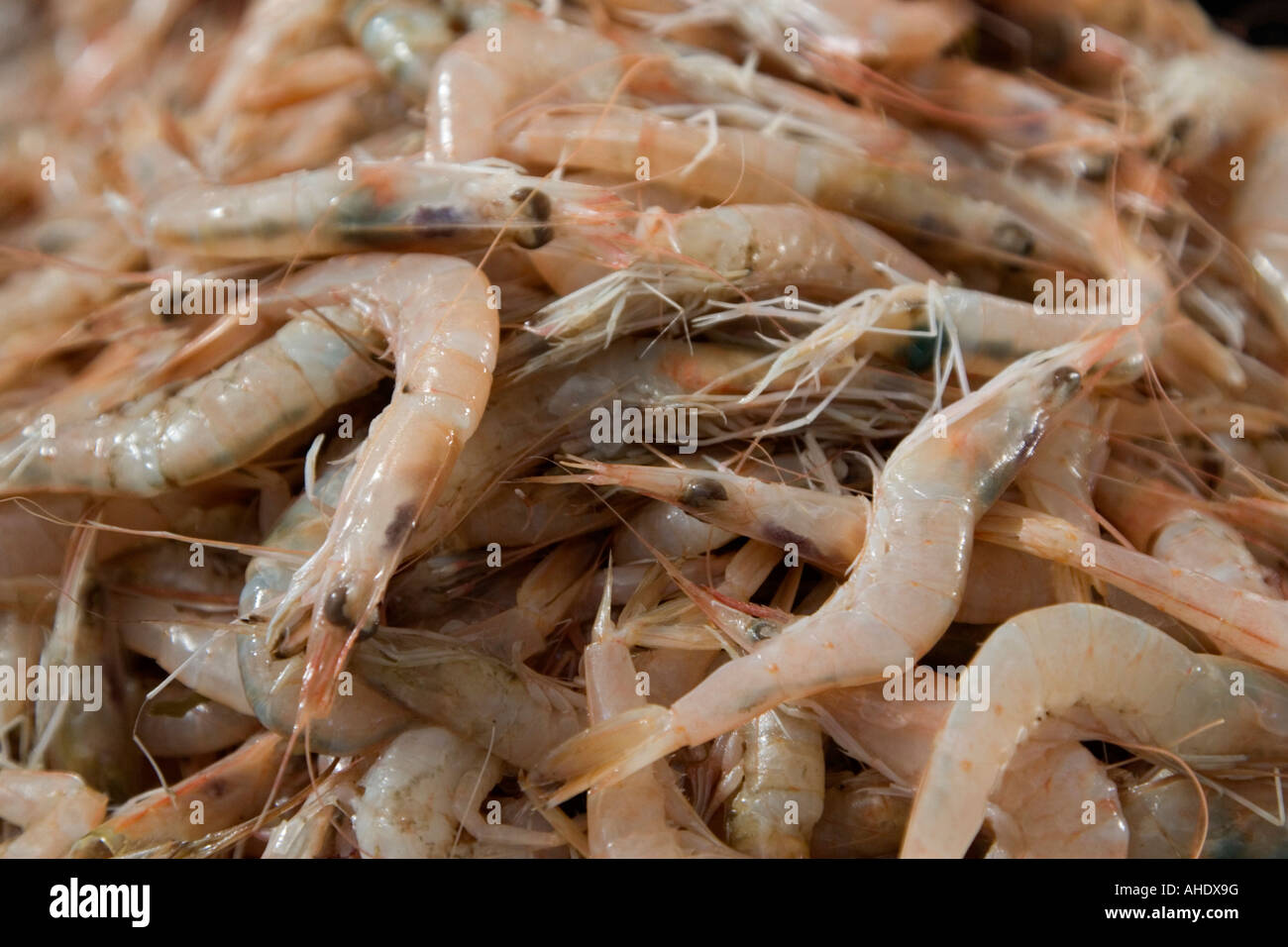 Tripoli, Libya. Shrimp, Fish Market, Rashid Street Stock Photo - Alamy