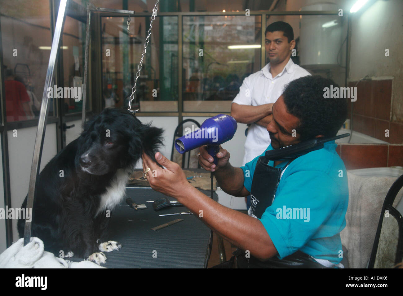 Dog parlour hi-res stock photography and images - Alamy