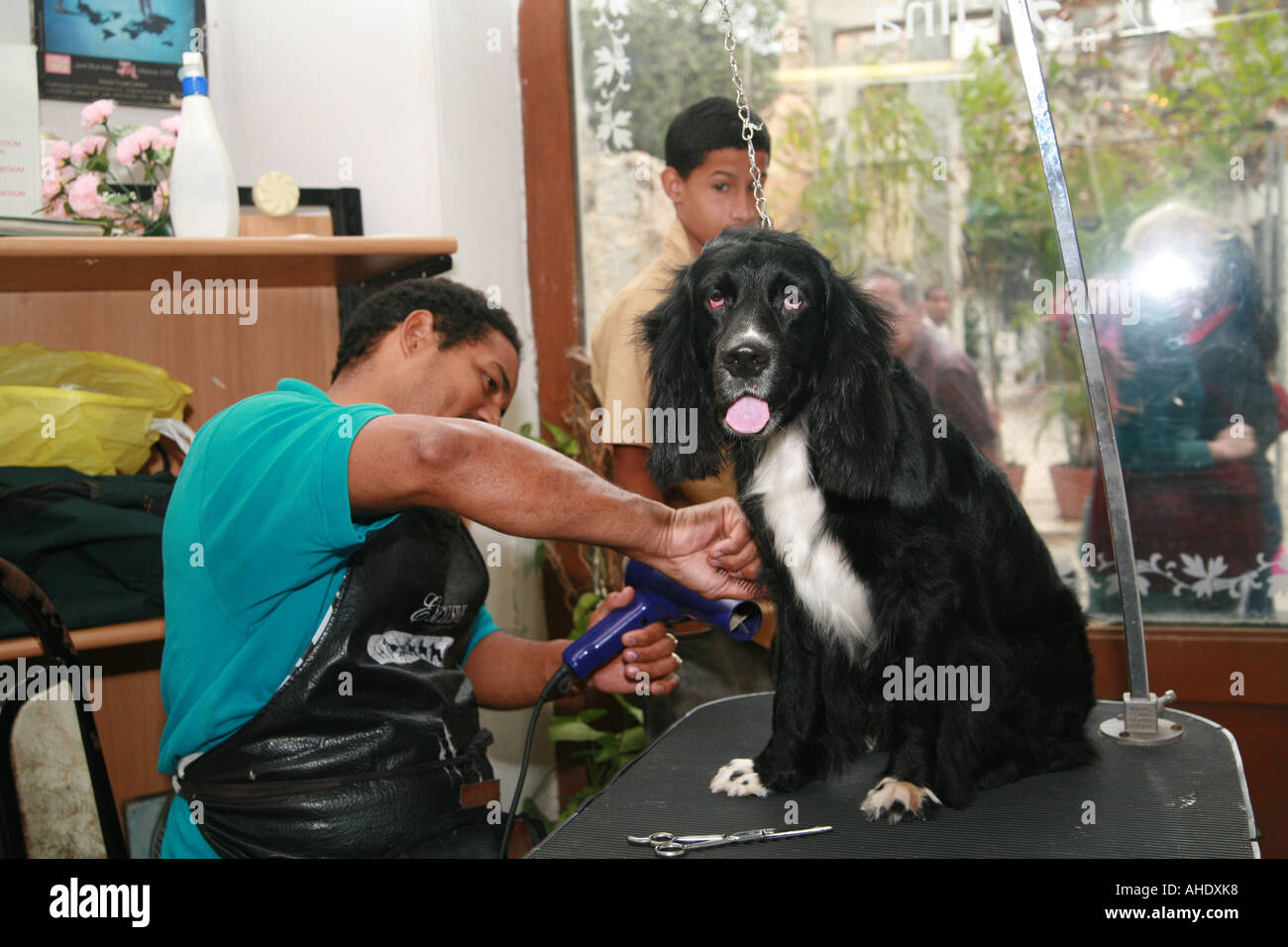 Dog parlour hi-res stock photography and images - Alamy