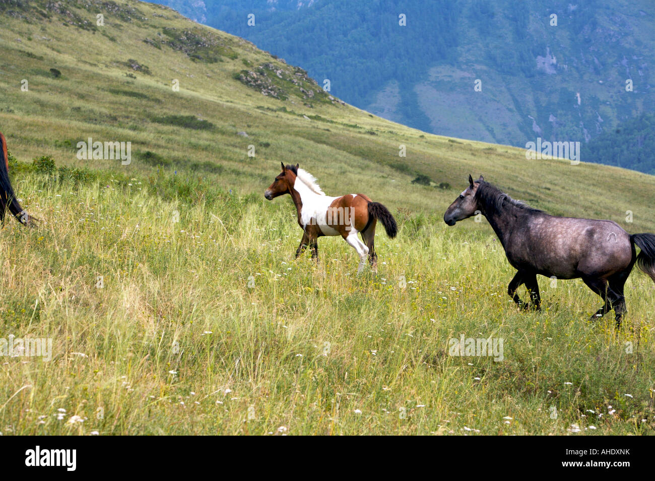 Wild Horses Altai Russia Stock Photo - Alamy