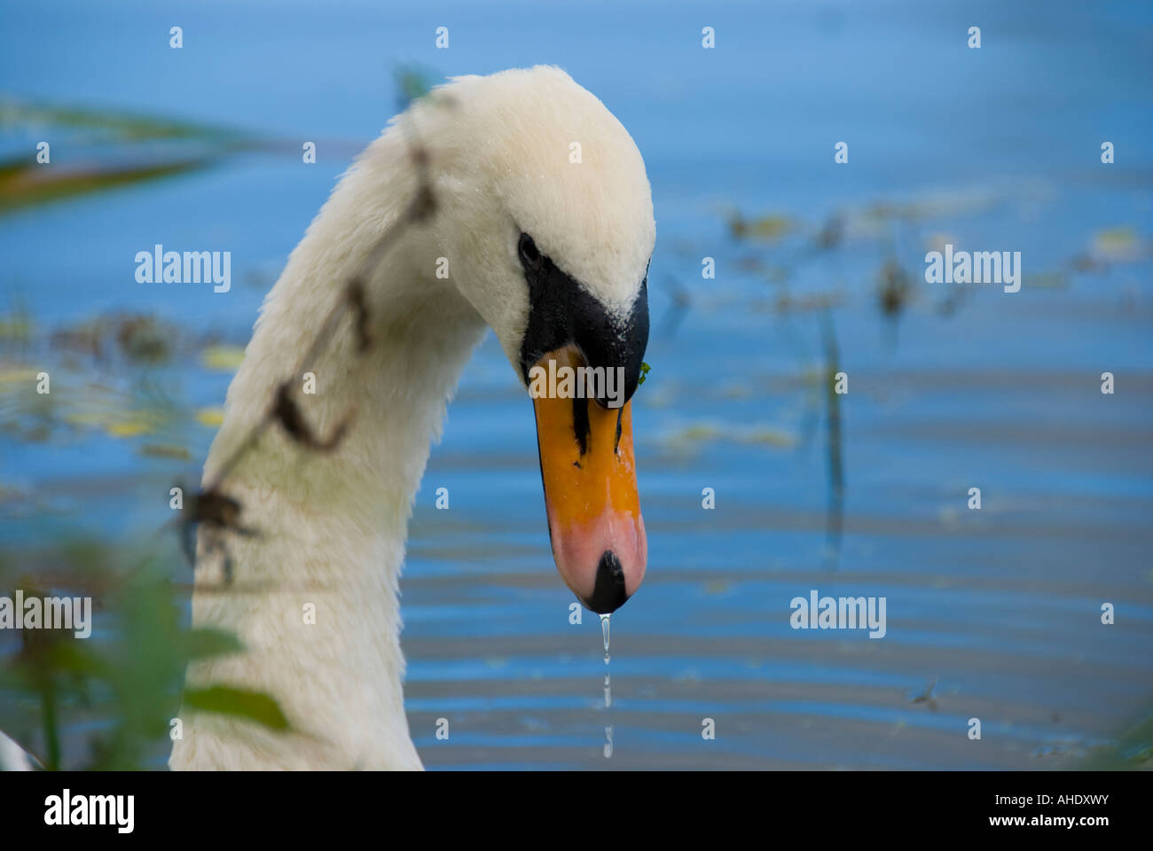 head and neck of mute swan Stock Photo - Alamy
