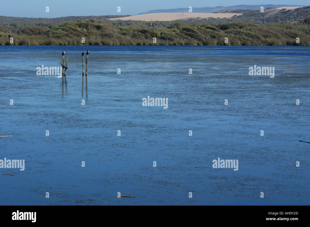 Oso Flaco Lake Nature Preserve Stock Photo - Alamy
