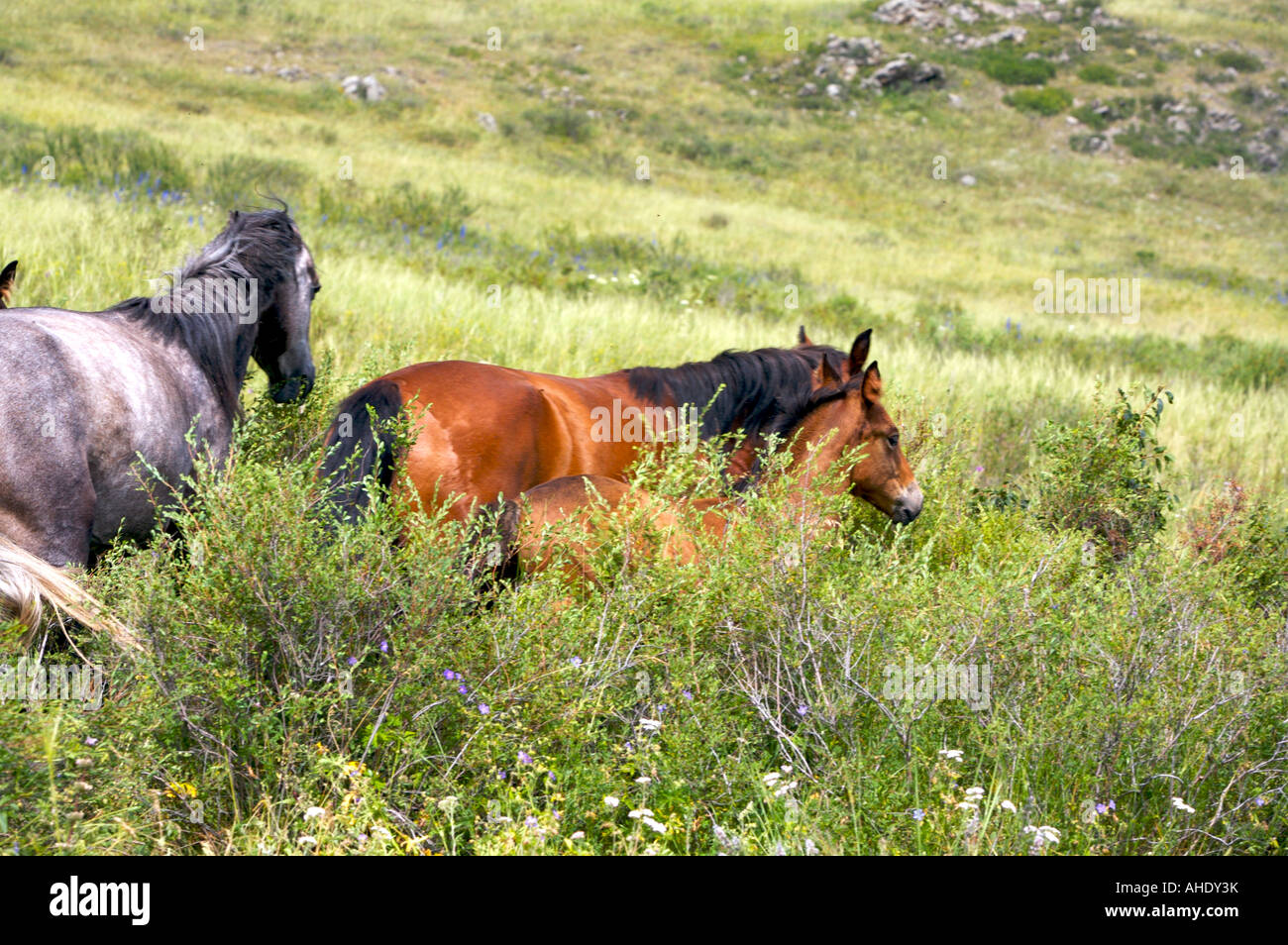 Wild Horses Altai Russia Stock Photo - Alamy