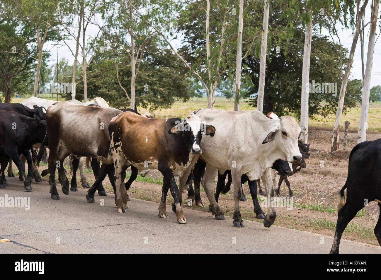 A group of Panamanian cowboys guide zebu cattle on the road that ...