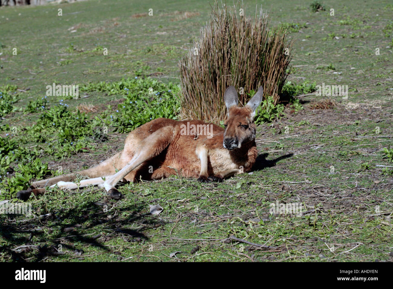 Family macropodidae hi-res stock photography and images - Alamy