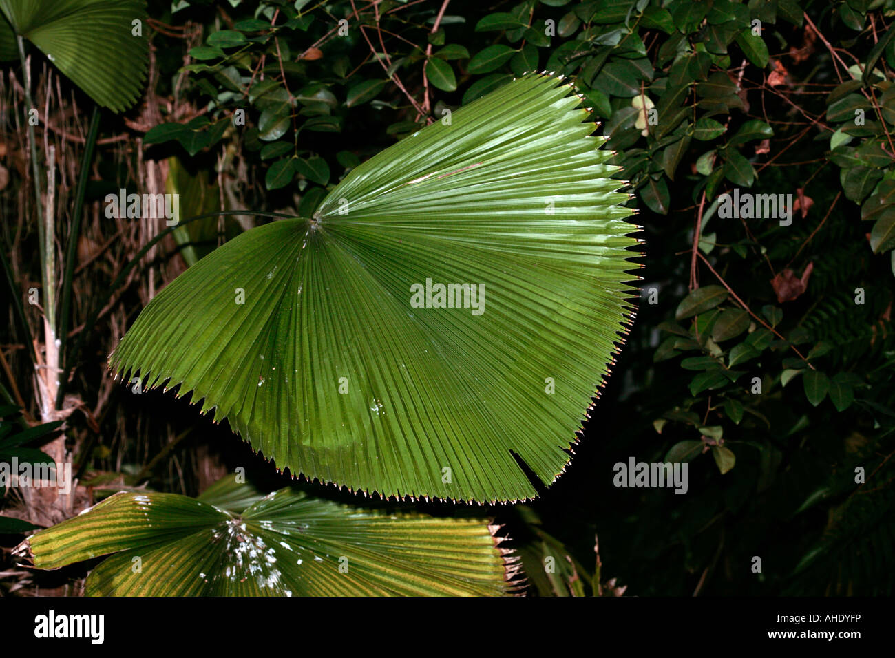 Close-up of Ruffled Fan Palm leaf - Licuala grandis Stock Photo - Alamy