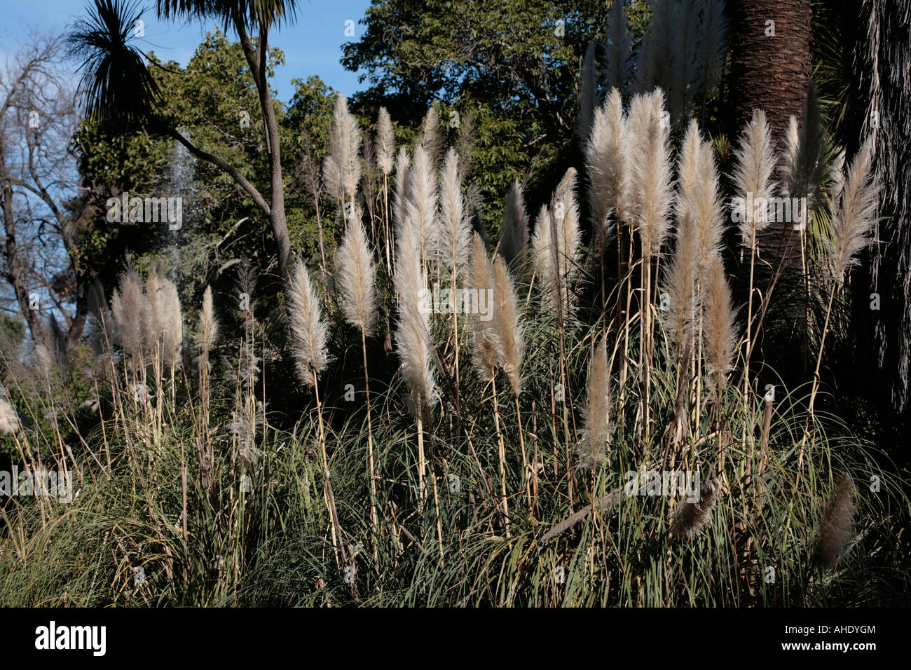 Pampas Grass - Cortaderia sellowana [C. argentea] Stock Photo - Alamy
