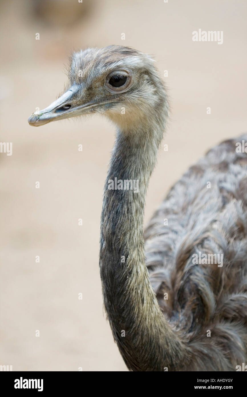 Ostrich smiling hi-res stock photography and images - Alamy
