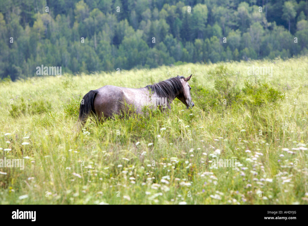 Wild Horses Altai Russia Stock Photo - Alamy