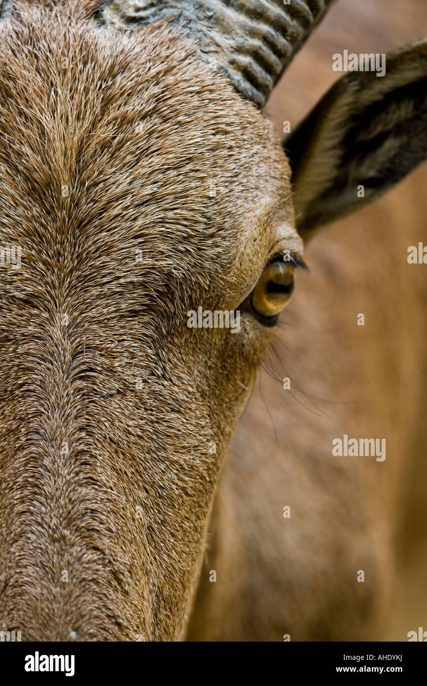 Ibex deer hi-res stock photography and images - Alamy