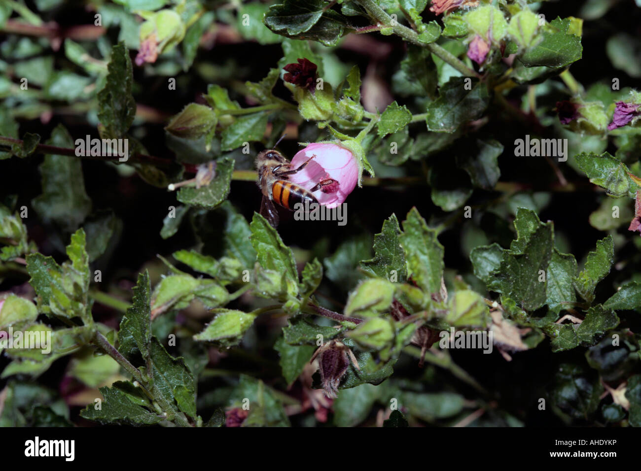 Anisodontea hi-res stock photography and images - Alamy