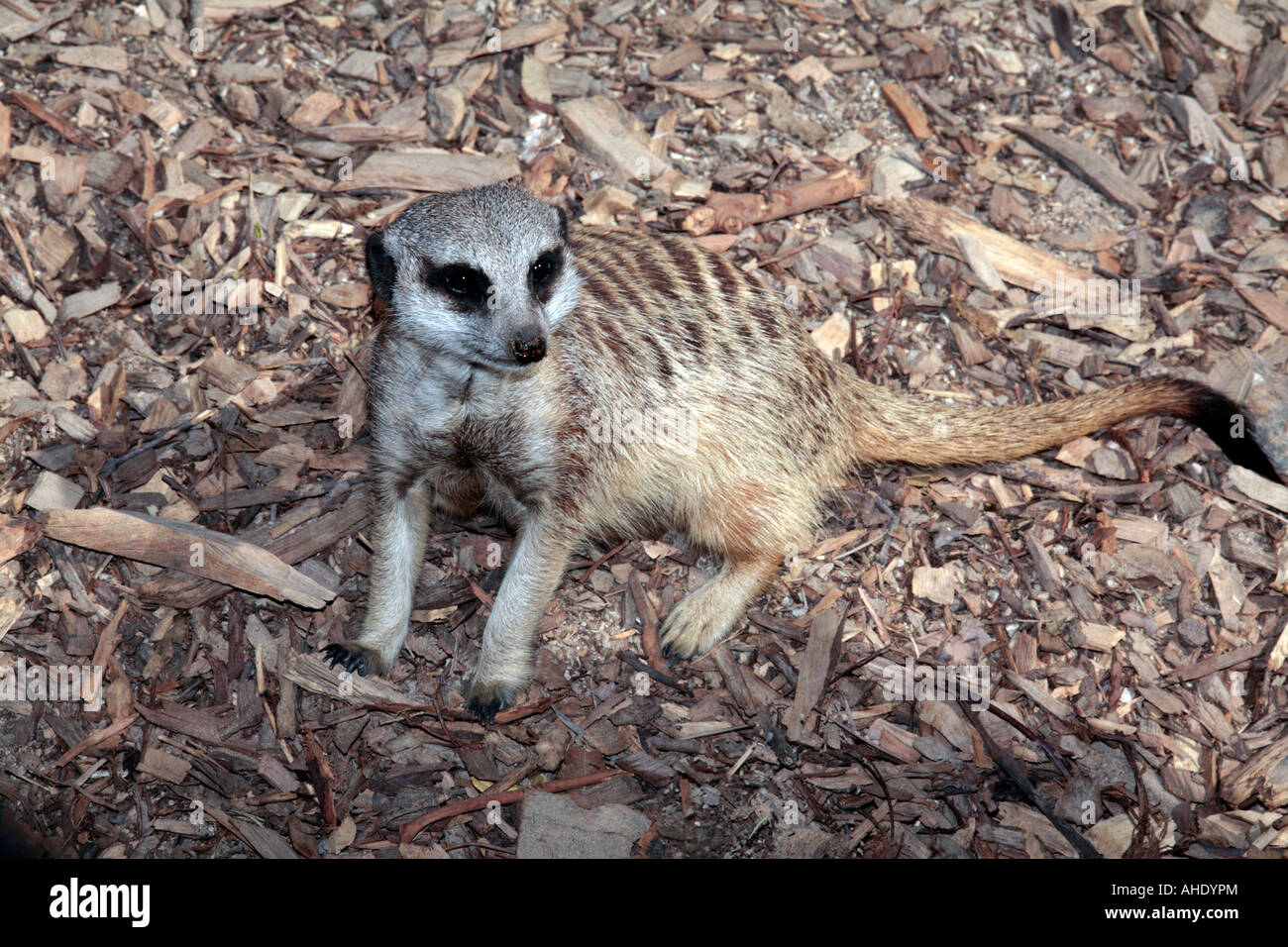 Suricate young hi-res stock photography and images - Alamy