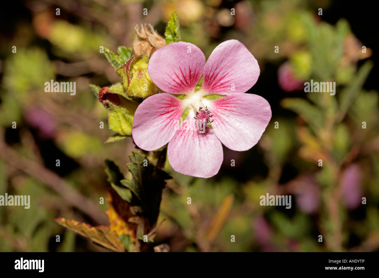 African Mallow/Cape Mallow/False Mallow/ Dwarf Hibiscus/ Hairy Mallow ...