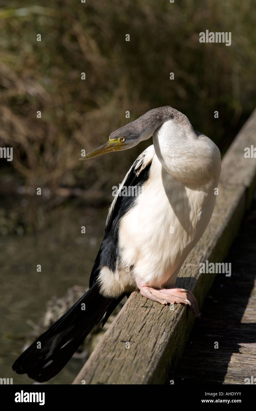 Female Anhinga/Darter- Anhinga melanogaster- Family Anhingidae Stock ...