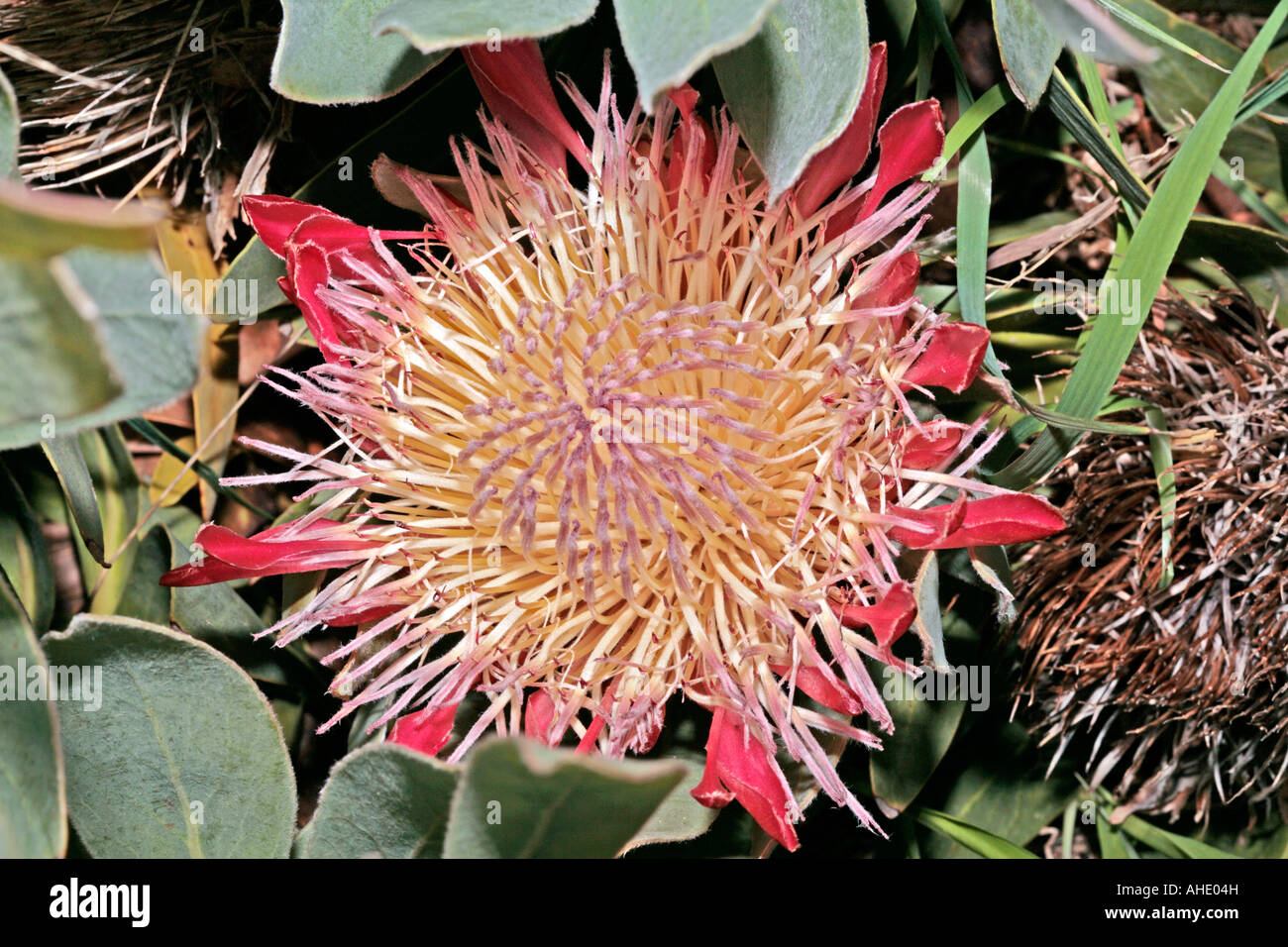 Spoon-bract Protea/Sugarbush - Protea susannae- Family Proteaceae Stock ...