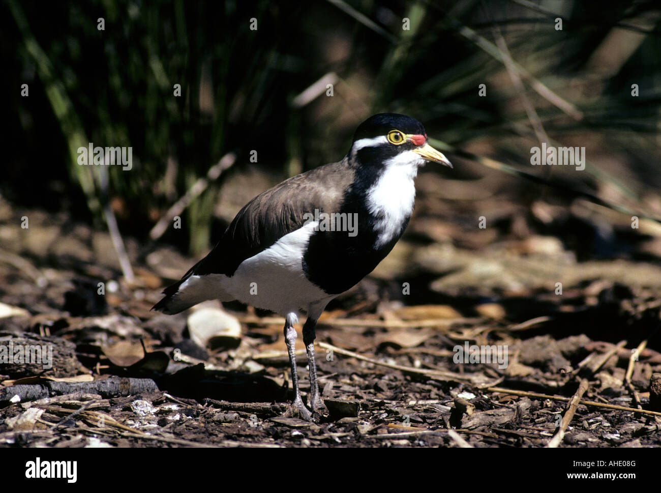 Banded Lapwing- Vanellus tricolor-Family Charadriidae Stock Photo - Alamy