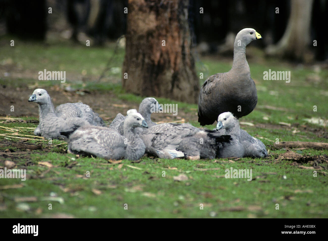 Goose standing guard hi-res stock photography and images - Alamy