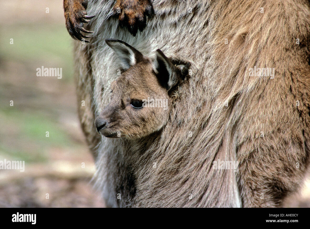 Wallaby with joey in pouch hi-res stock photography and images - Alamy
