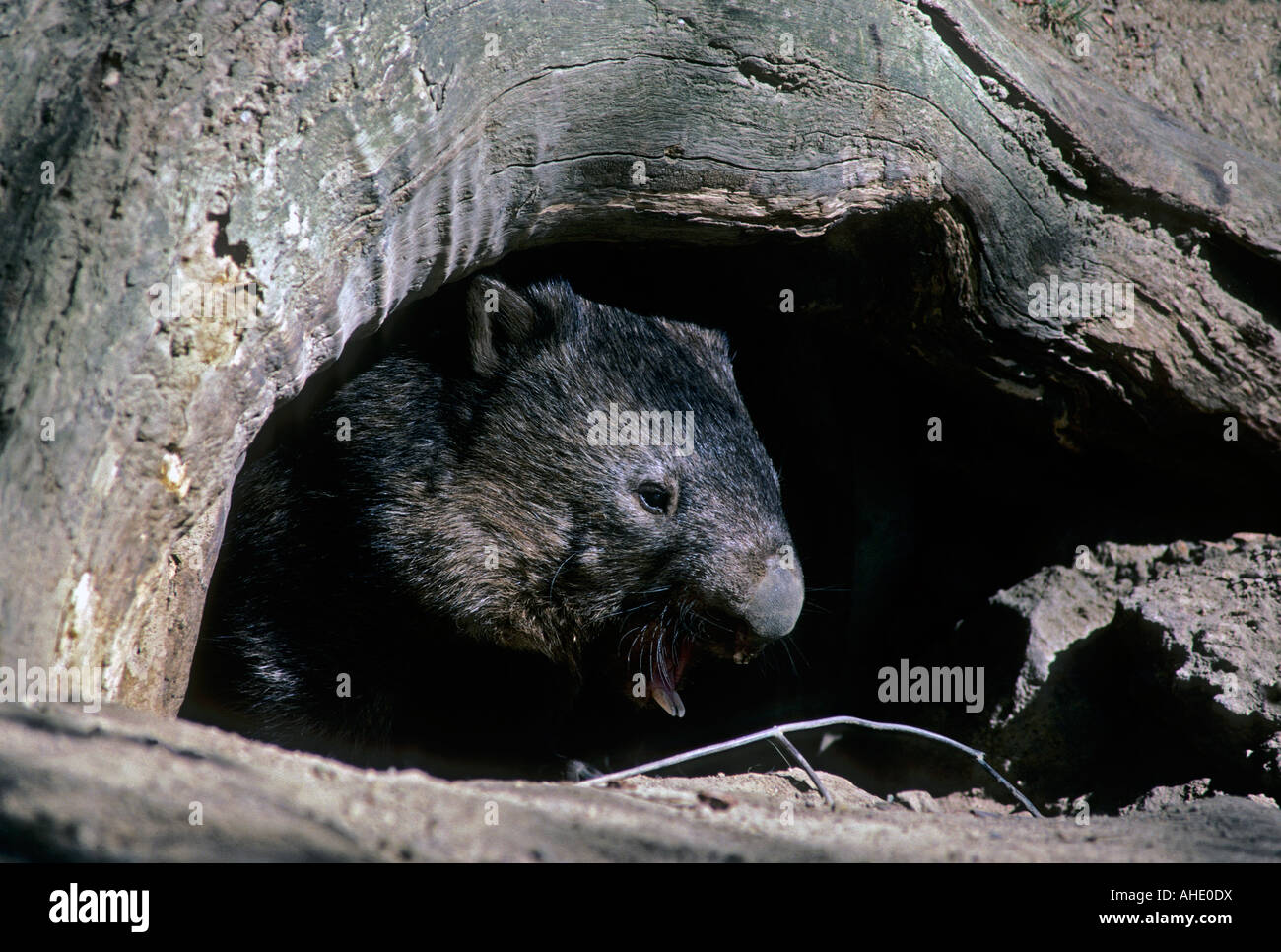 Common Wombat at burrow mouth - Vombatus ursinus Stock Photo - Alamy