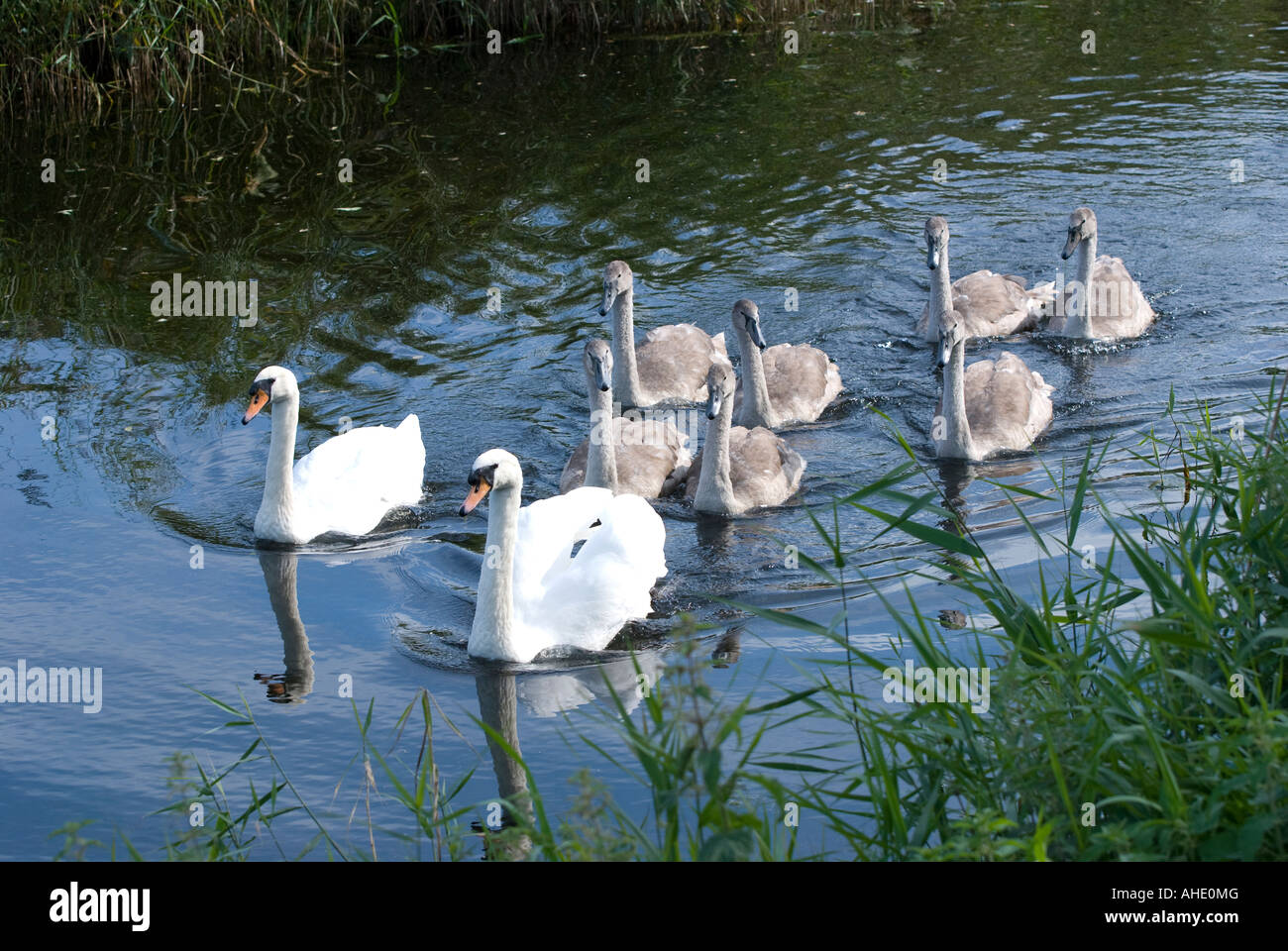 pair of swans with seven cygnets Stock Photo - Alamy