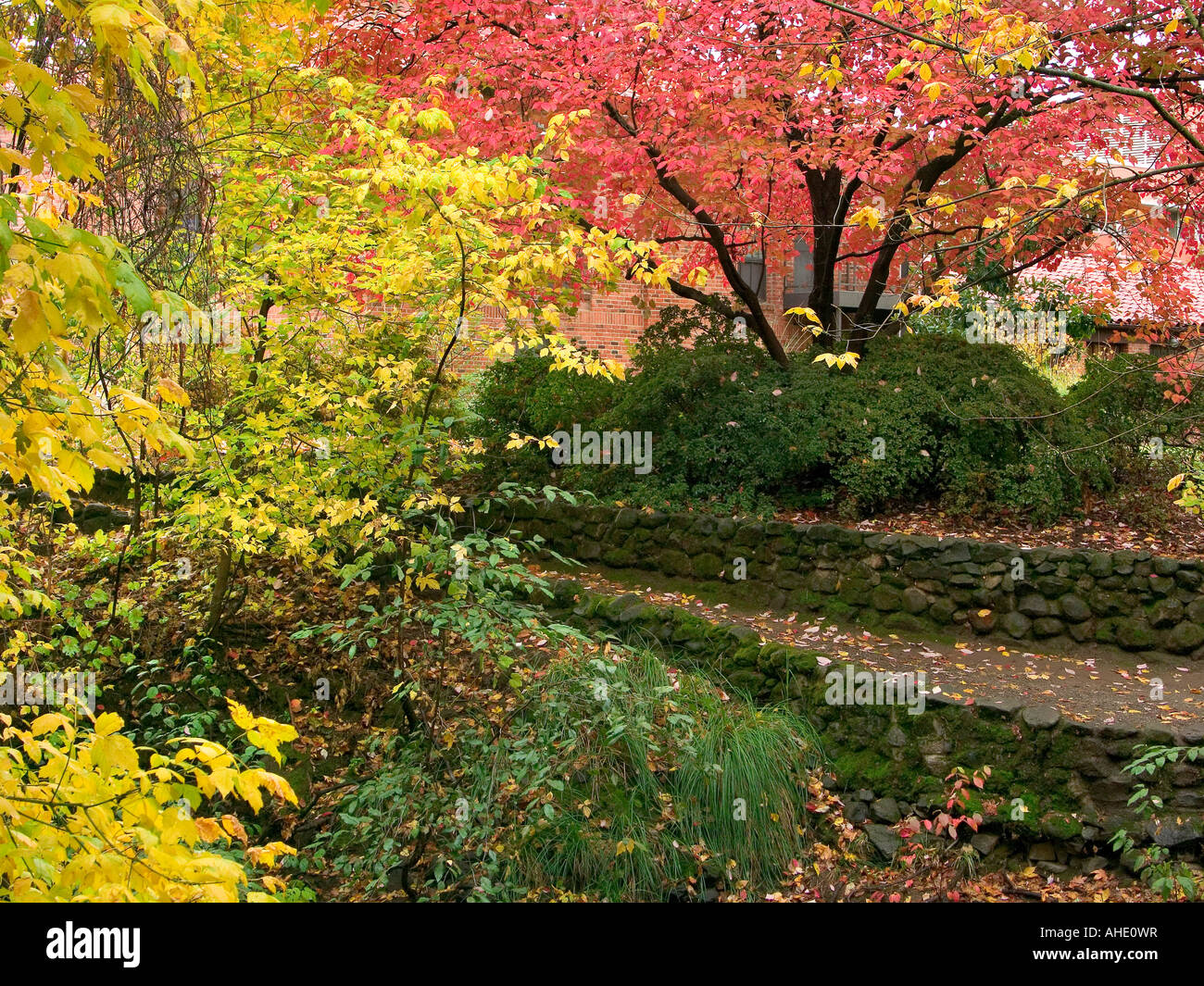 Fall colors at the California State University, Chico campus Stock ...