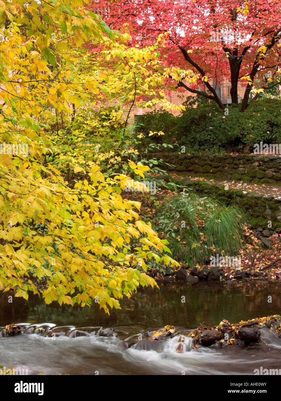 Fall colors at the California State University, Chico campus Stock ...