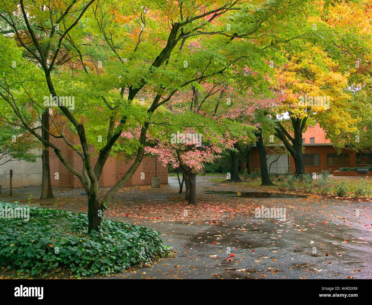 Fall colors at the California State University, Chico campus Stock ...