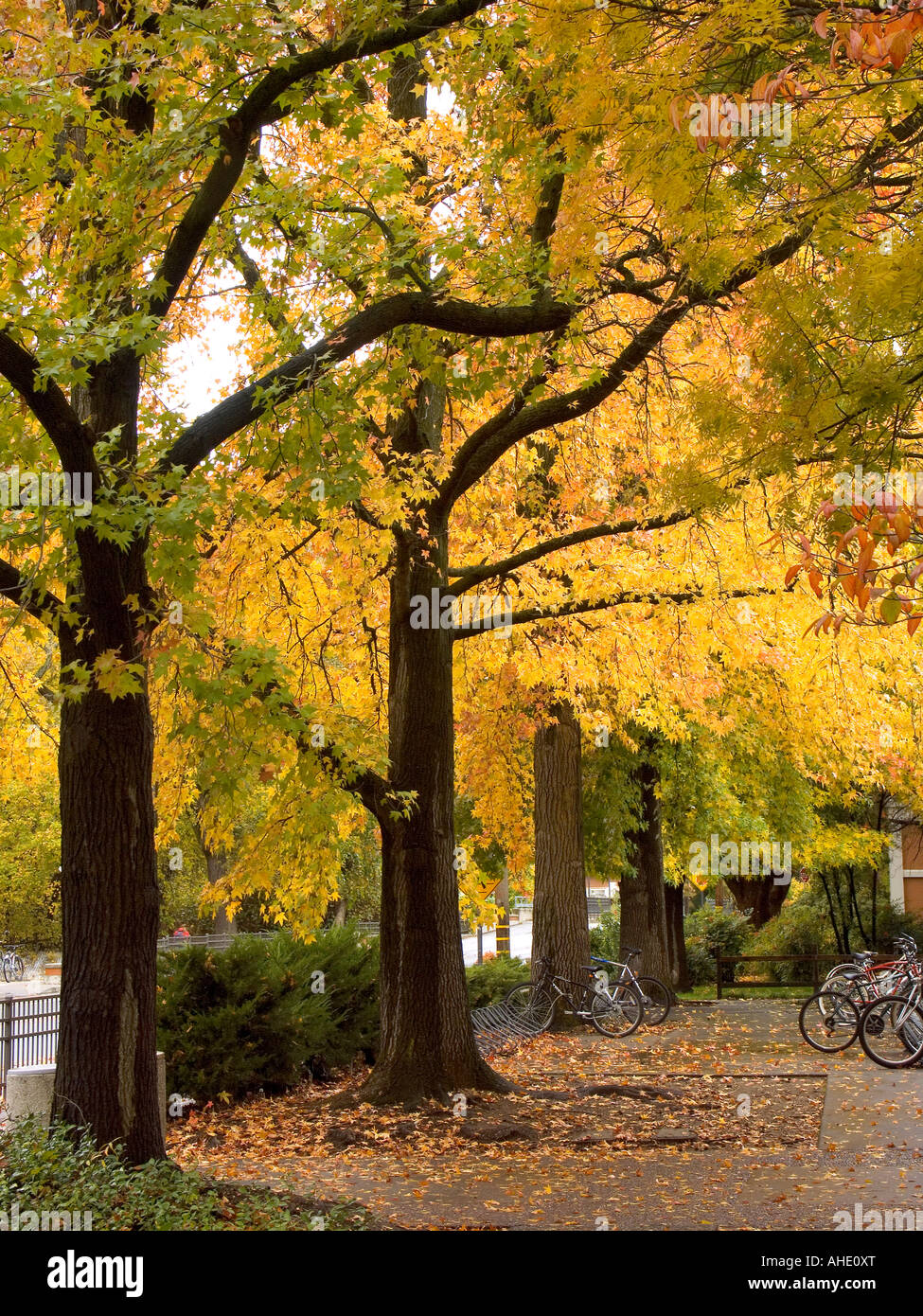 Fall colors at the California State University, Chico campus Stock ...