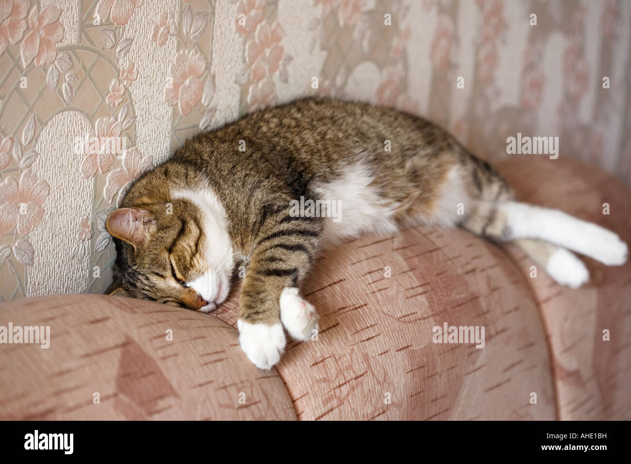 Cat sleeping by sofa Kuzia senior cat 12 y o Stock Photo - Alamy