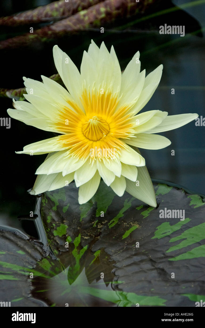 Cream in water hi-res stock photography and images - Alamy