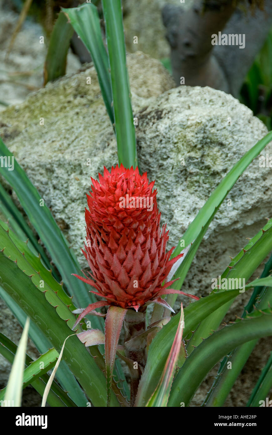 Pseudananas sagenarius hi-res stock photography and images - Alamy