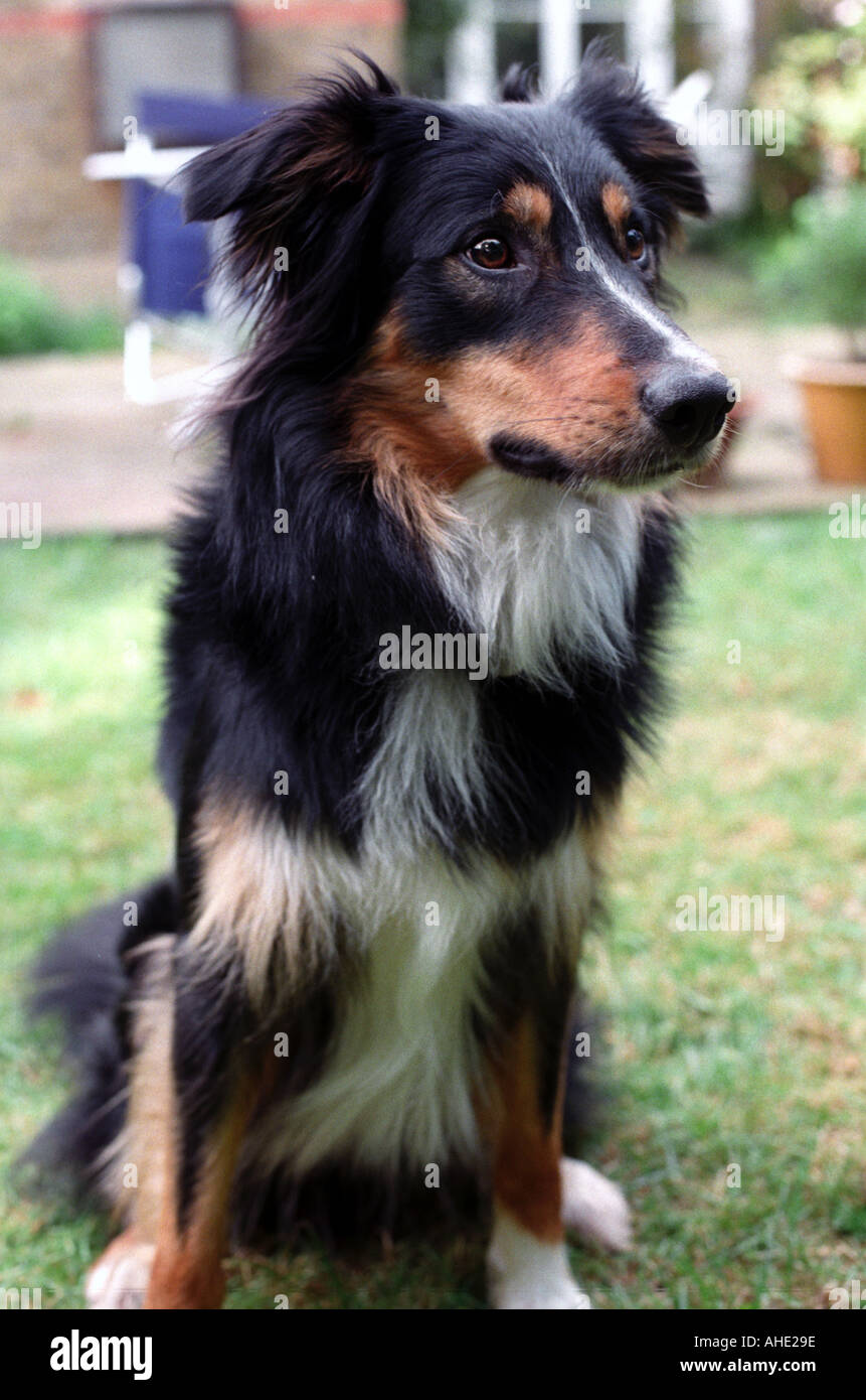 Border Collie sitting Stock Photo - Alamy