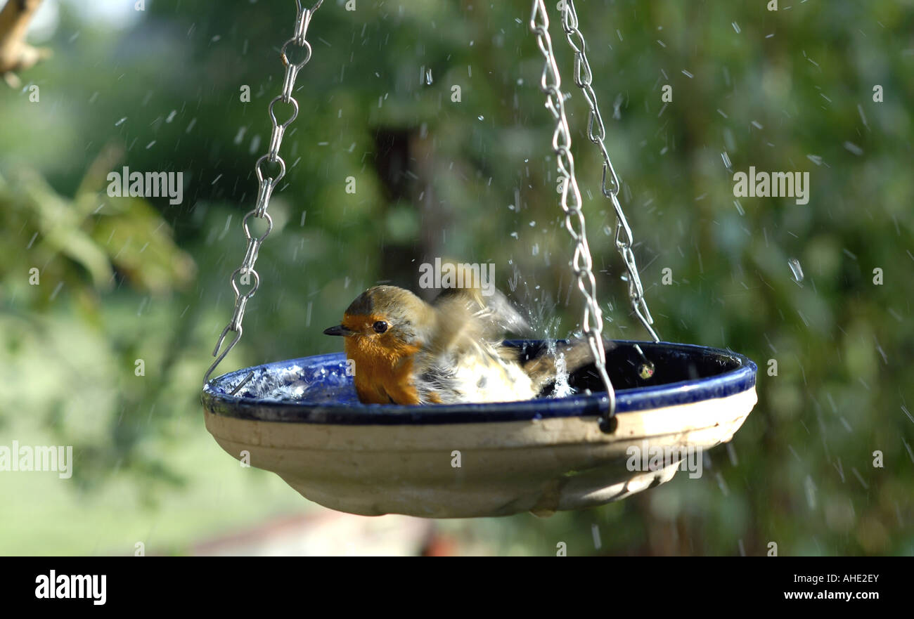 A robin enjoys a dip in a garden bird bath hanging from a tree in ...