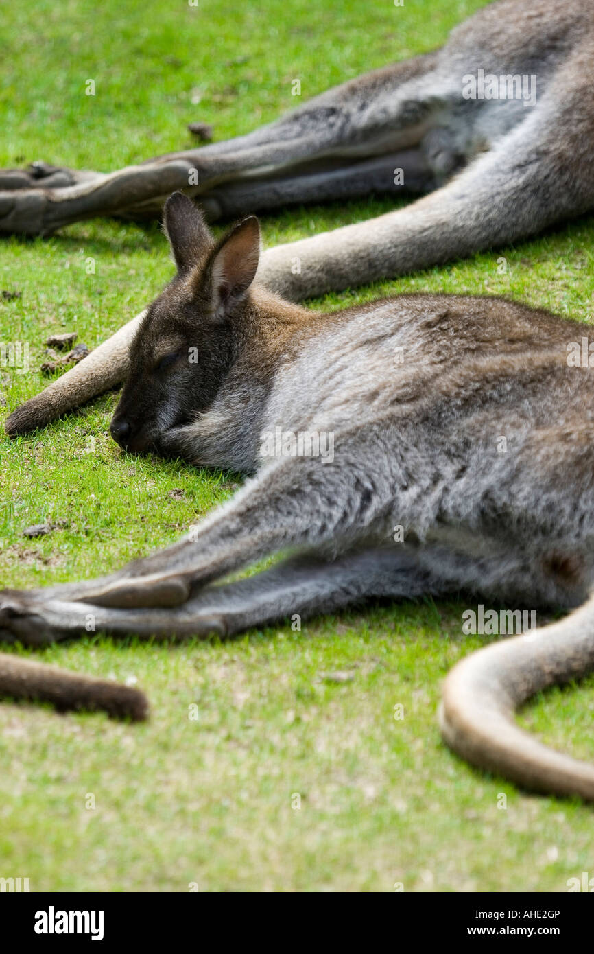 Kanga Roo Stock Photos & Kanga Roo Stock Images - Alamy