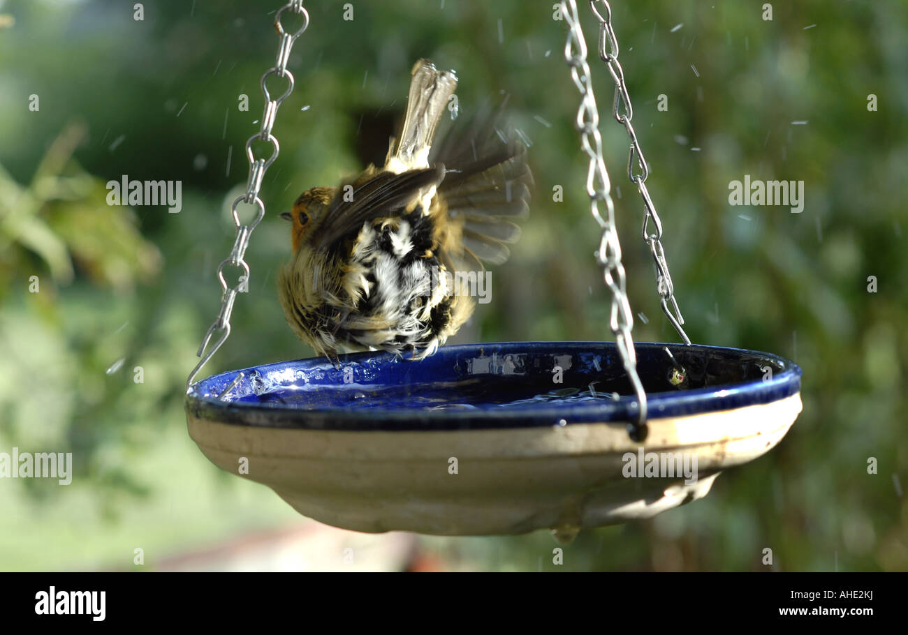 A robin enjoys a dip in a garden bird bath hanging from a tree in ...